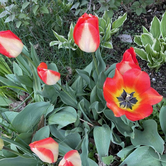 Certified Medi-Cal Peer Support Specialist (CMPSS) Training | Copeland Center